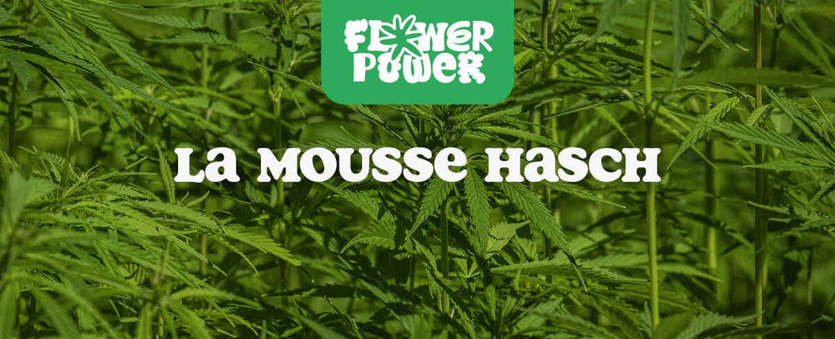 La Mousse Hash – Premium Haschisch mit weicher Konsistenz | Flower Power