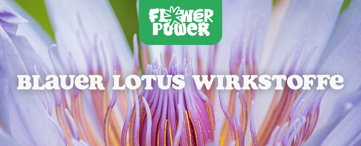 Blauer Lotus Wirkstoffe: Nuciferin & Aporphin erklärt | Flower Power