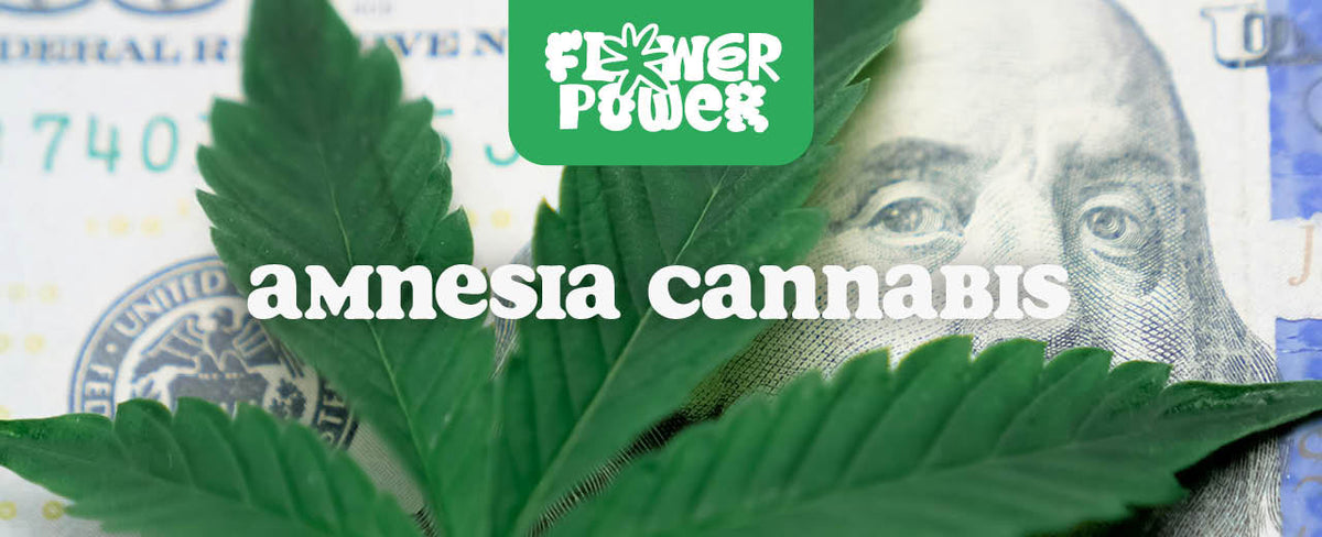 Amnesia Cannabis: Wirkung, Geschmack & Anwendung | Flower Power
