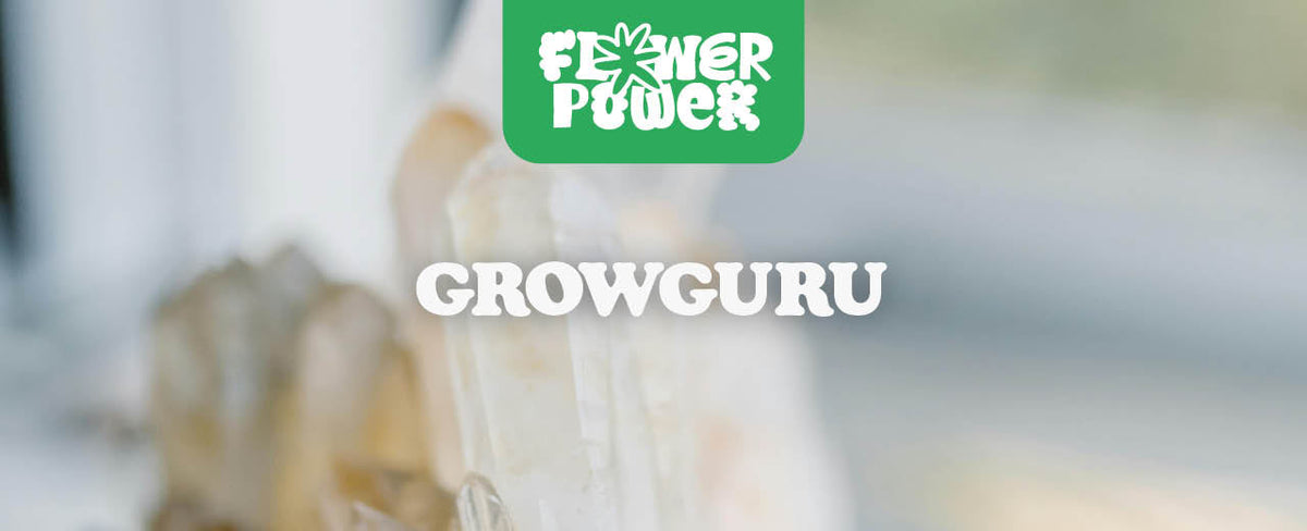 GrowGuru: Indoor-Growing für Anfänger leicht erklärt | Flower Power