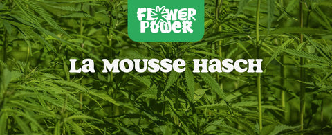 La Mousse Hash – Premium Haschisch mit weicher Konsistenz | Flower Power