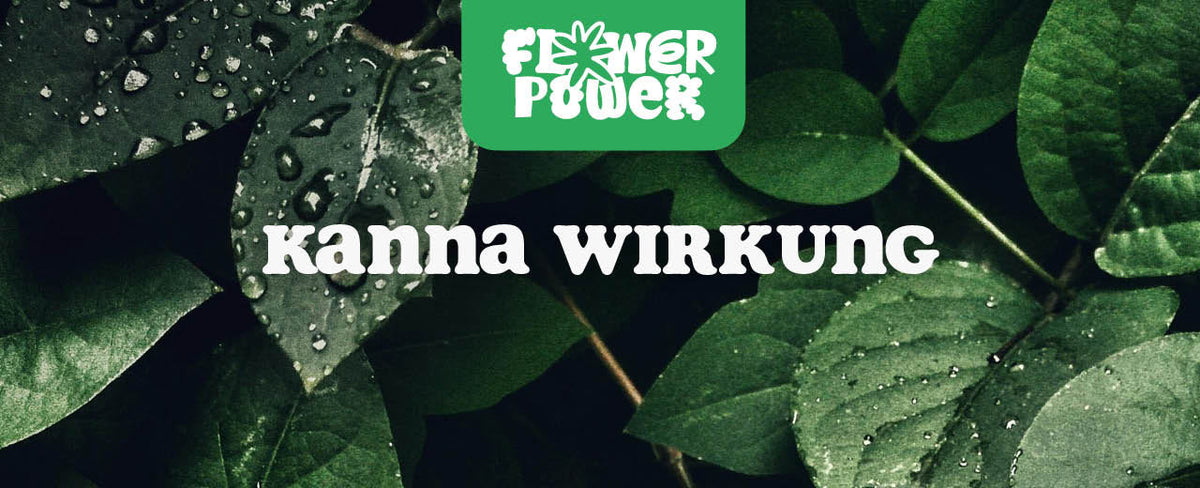 Kanna Wirkung – Natürliche Hilfe bei Stress & Depression | Flower Power